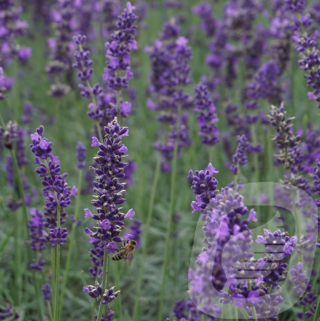 Lavandula ang. 'Hidcote' | Plantor